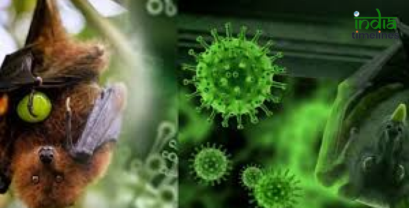 Nipah Virus: Understanding India's Recurring, Deadly Threat Nipah Virus: Understanding India's Recurring, Deadly Threat
