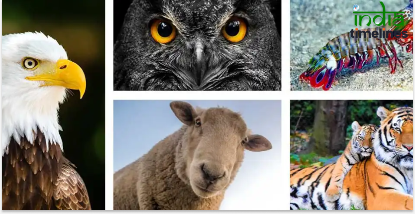 5 Animals with Unbelievably Sharp Senses